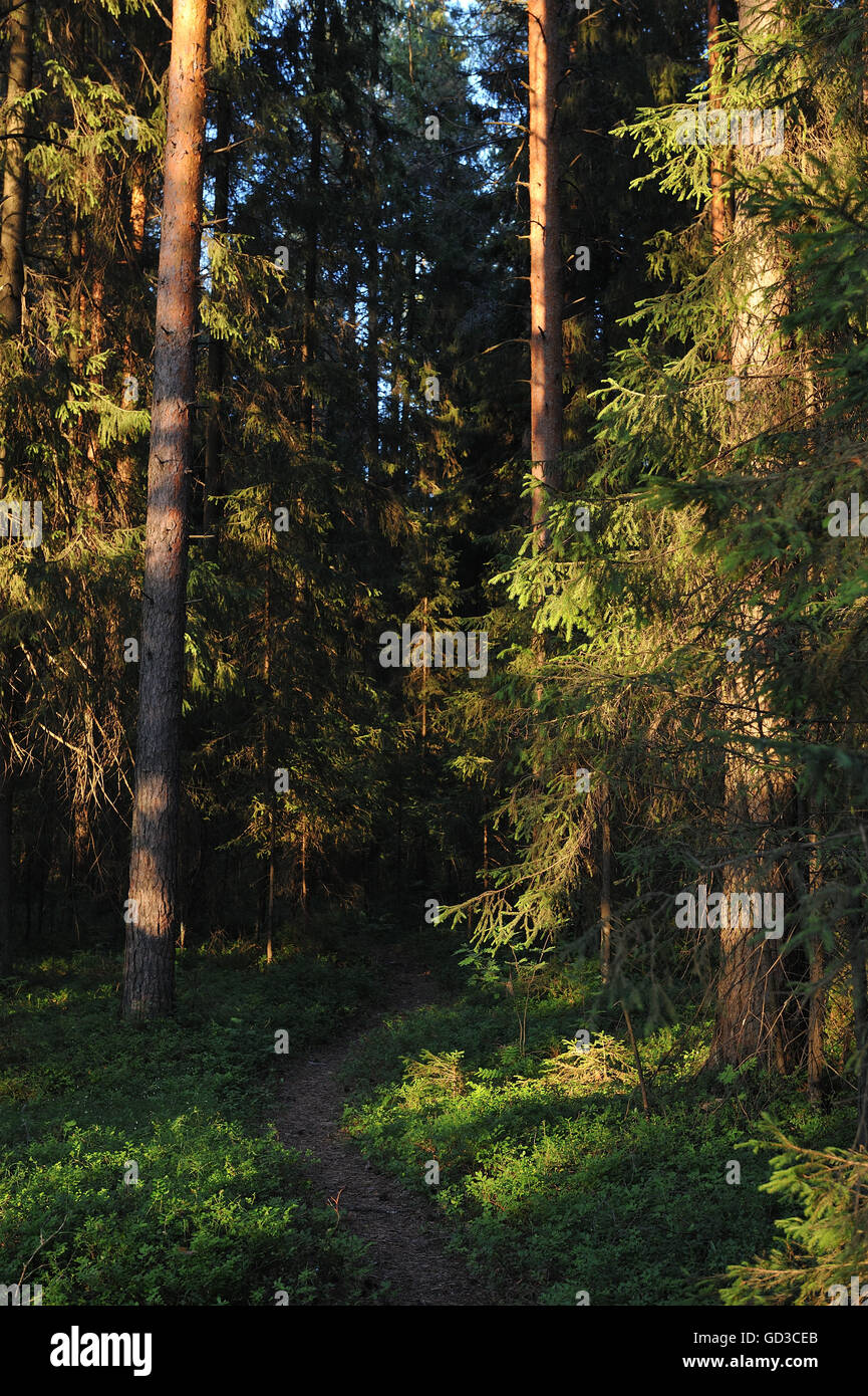 Forest landscape at evening sun Stock Photo - Alamy