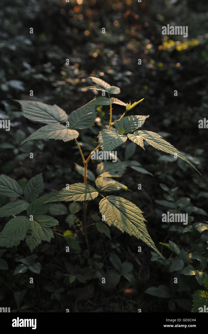 Raspberry cane hi-res stock photography and images - Alamy