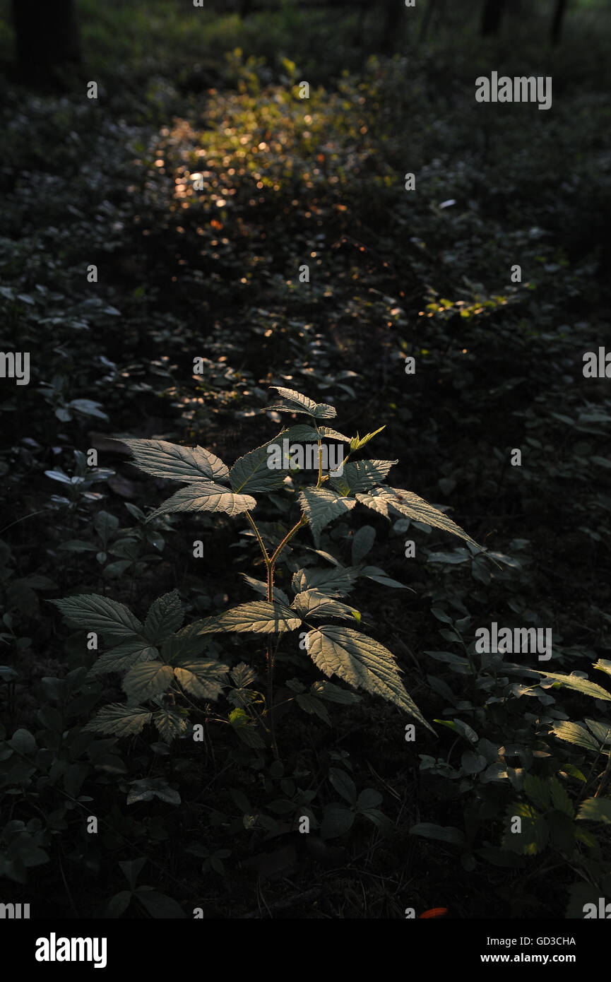 Young ovaries of raspberry in in forest by sunset light Stock Photo - Alamy