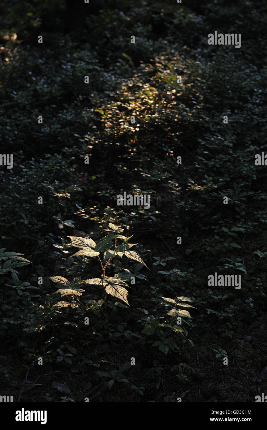 Raspberry cane hi-res stock photography and images - Alamy