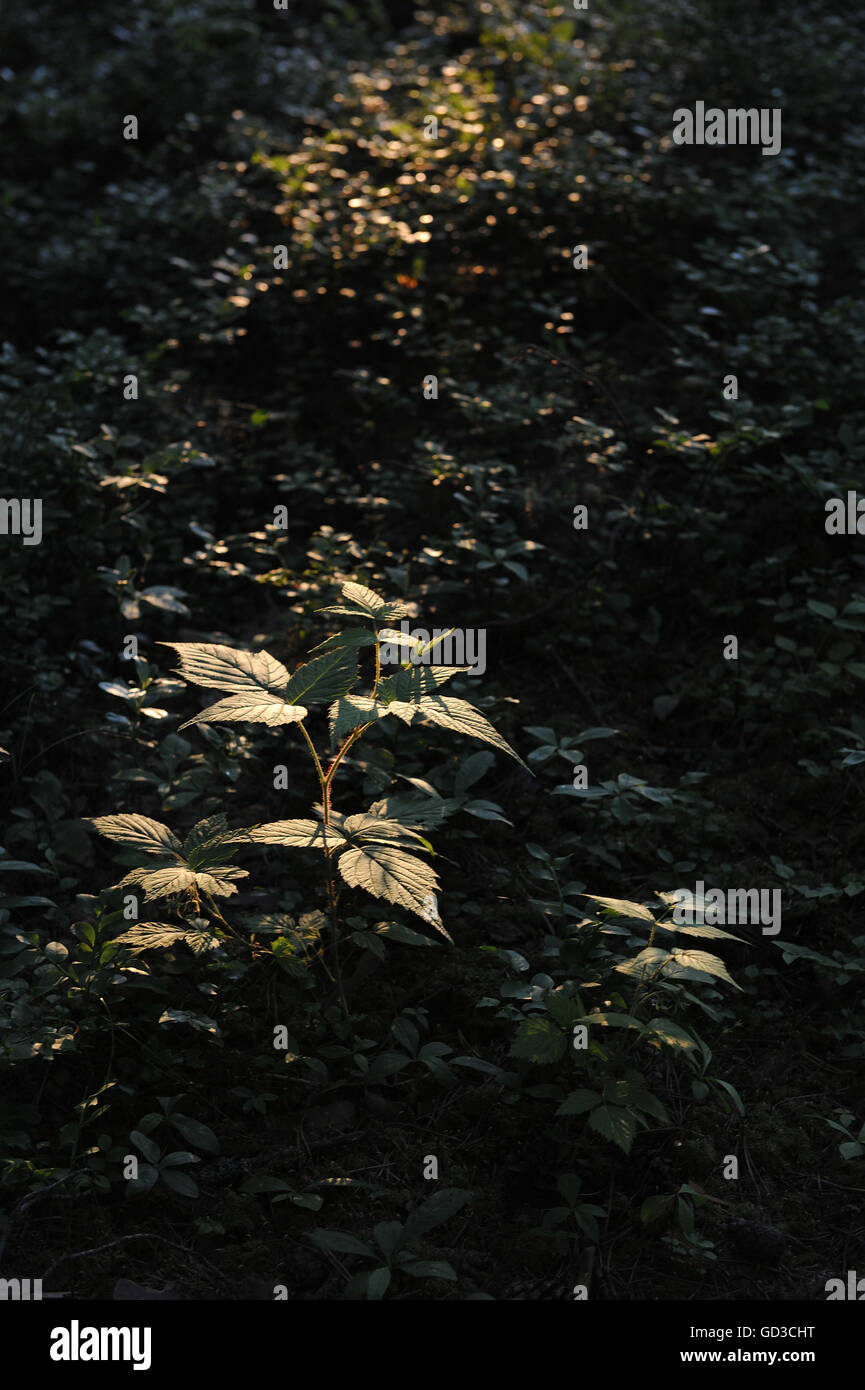 Young ovaries of raspberry in in forest by sunset light Stock Photo - Alamy
