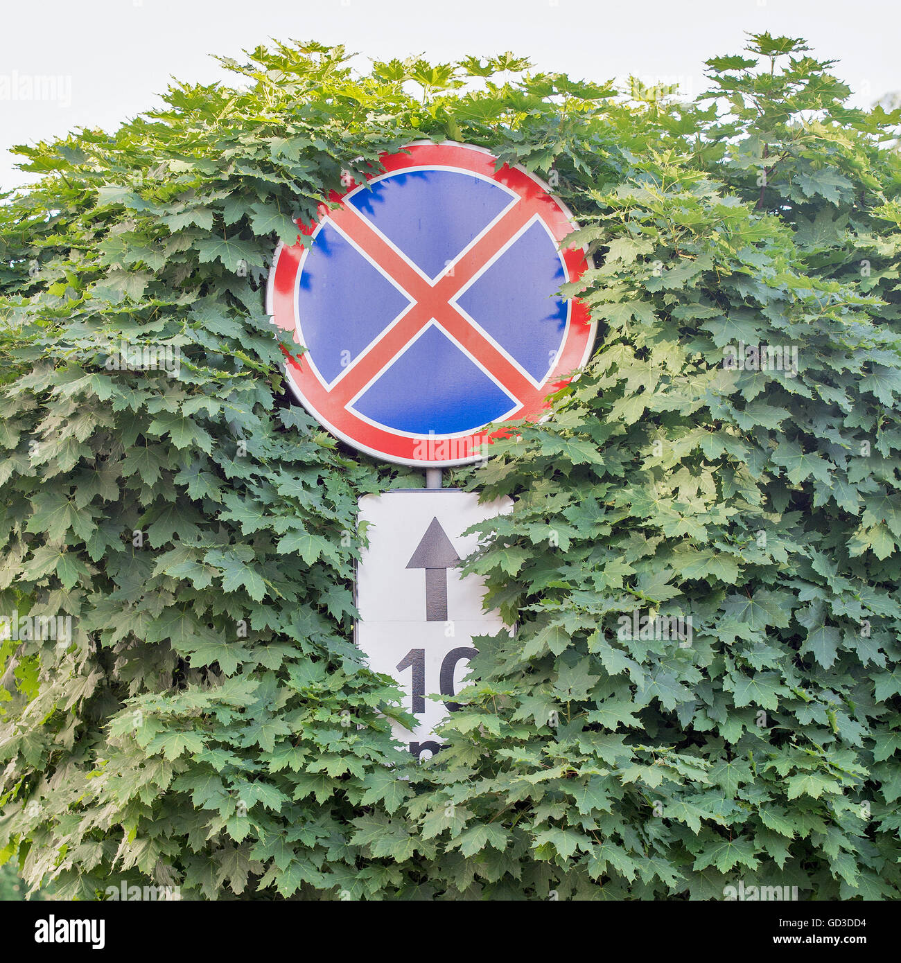 Stop sign with trees hi-res stock photography and images - Alamy