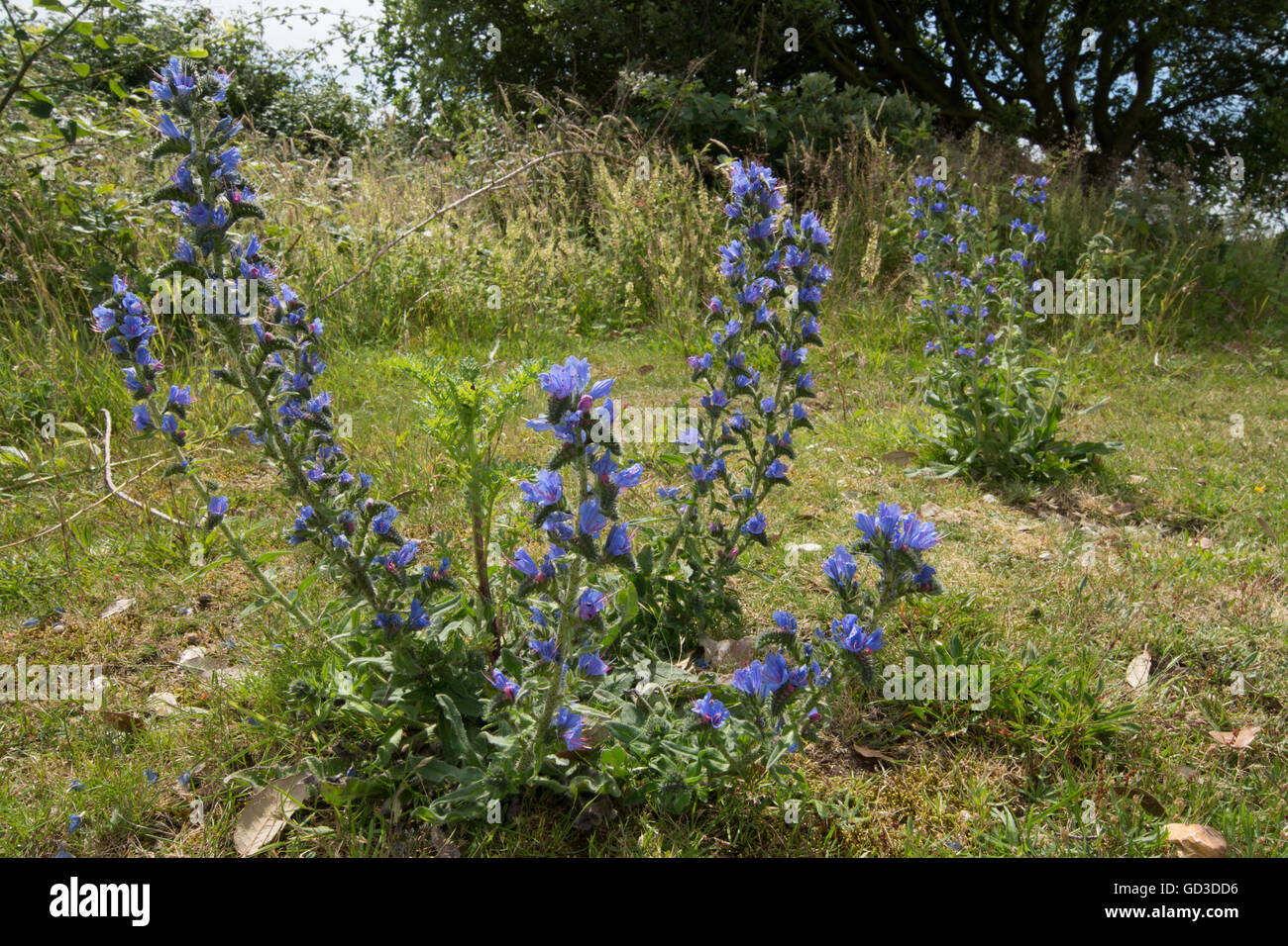 Viper's bugloss (Echium vulgare) wildflowers, UK Stock Photo - Alamy