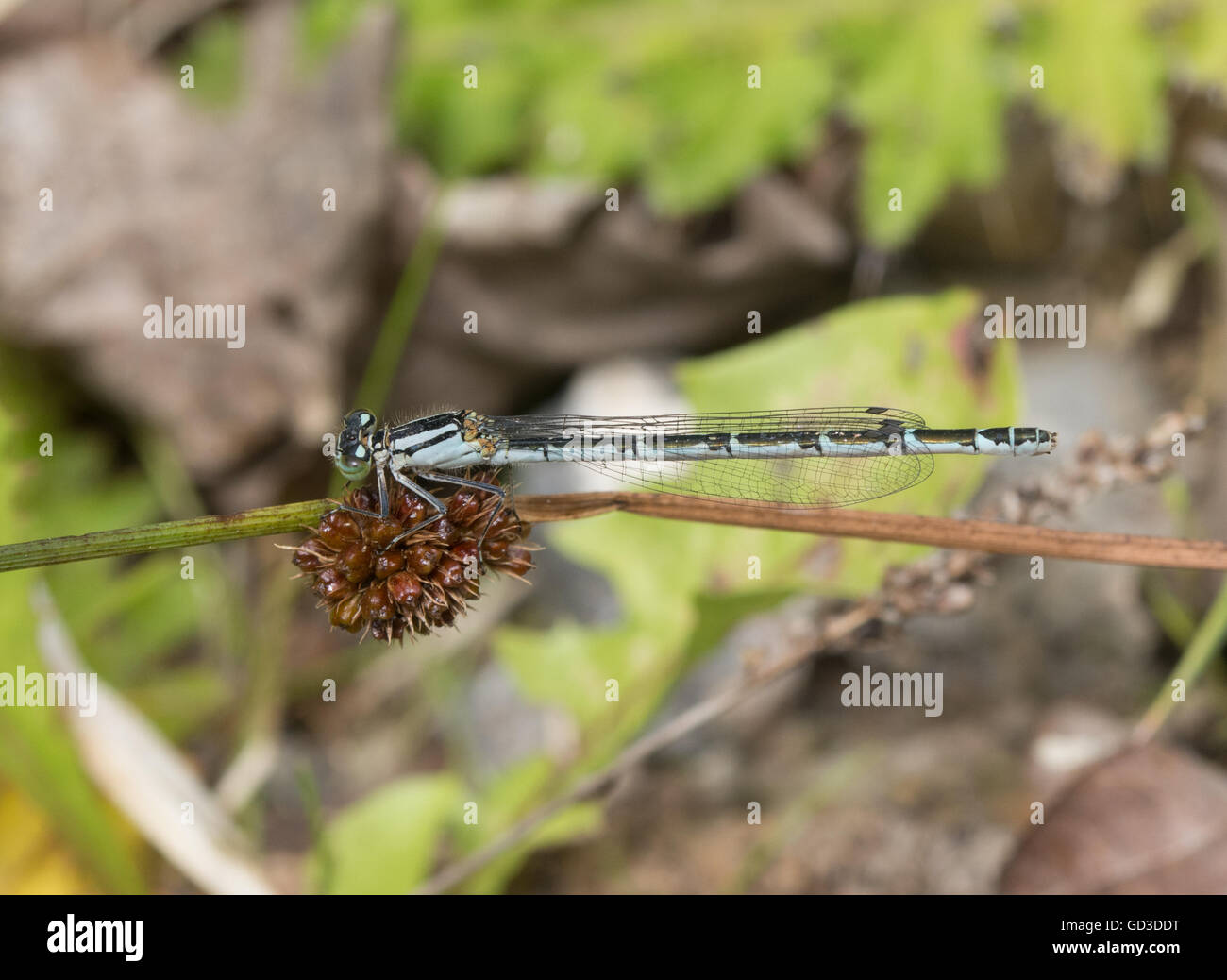 Female common blue damselfly (Enallagma cyathigerum) in Berkshire ...