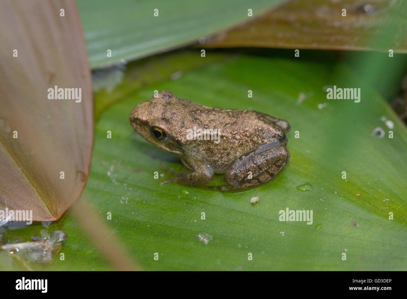 Froglet or young common frog (Rana temporaria) in pond, UK Stock Photo ...
