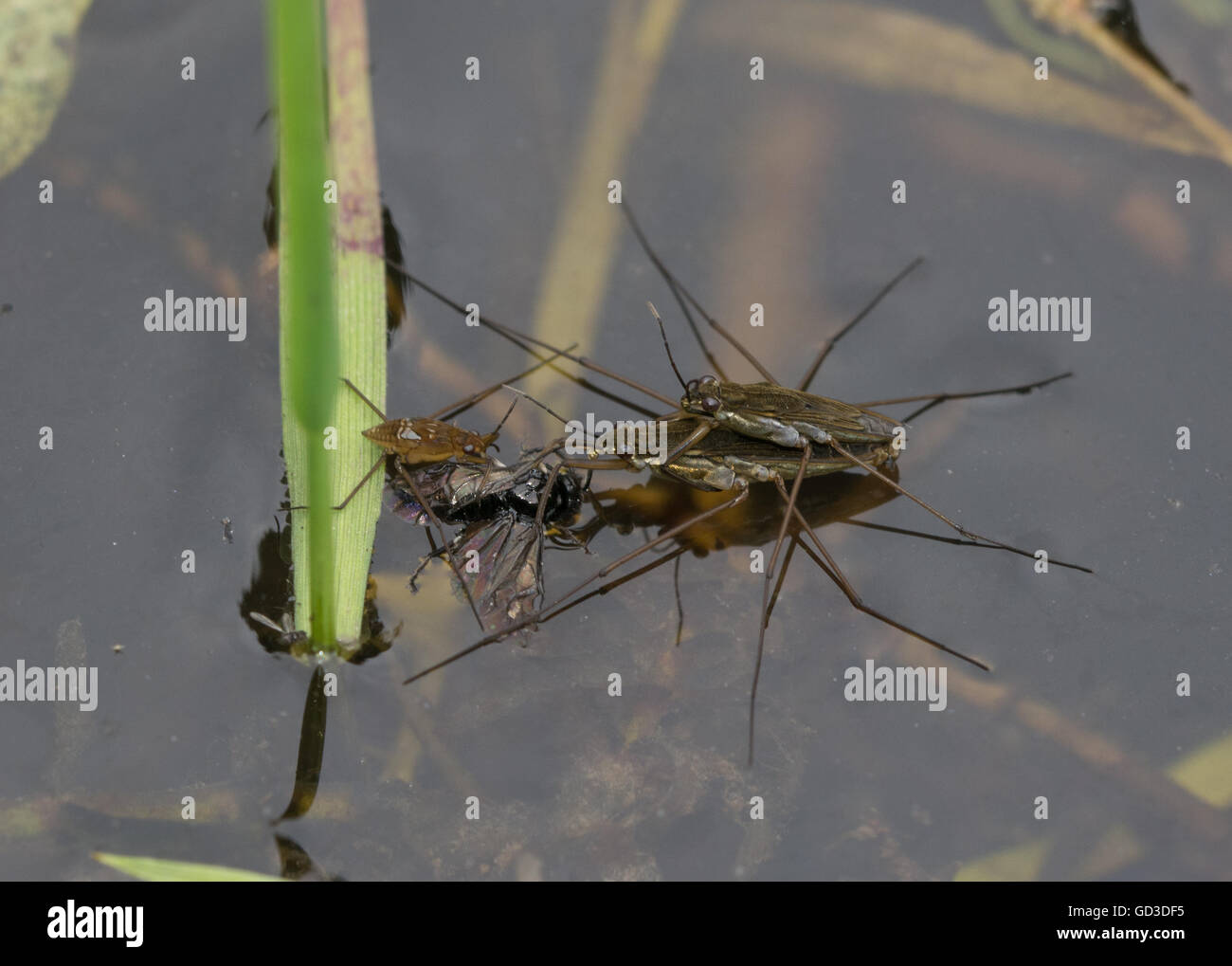 Surface insects hi-res stock photography and images - Alamy