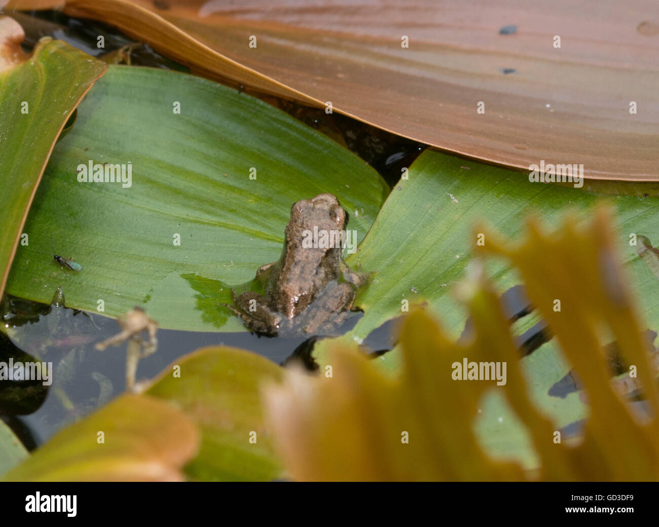 Froglet or young common frog (Rana temporaria) in pond, UK Stock Photo ...