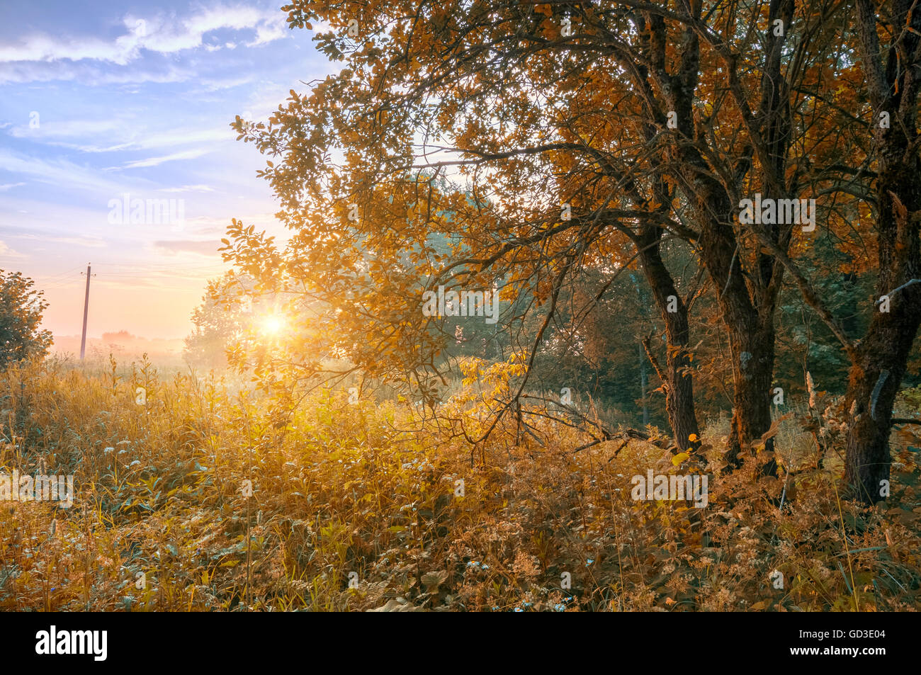 Early morning forest at sunsrise with fog in autumn Stock Photo - Alamy