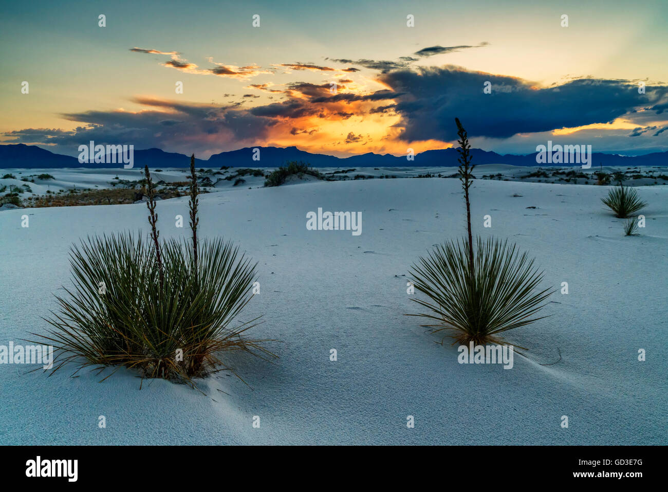 Yuccas hi-res stock photography and images - Alamy