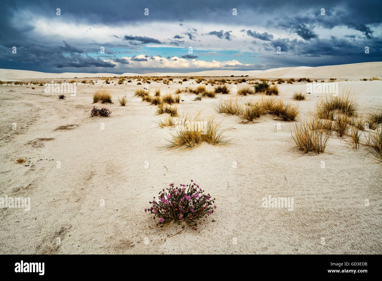 Desert flowers and grass Stock Photo - Alamy