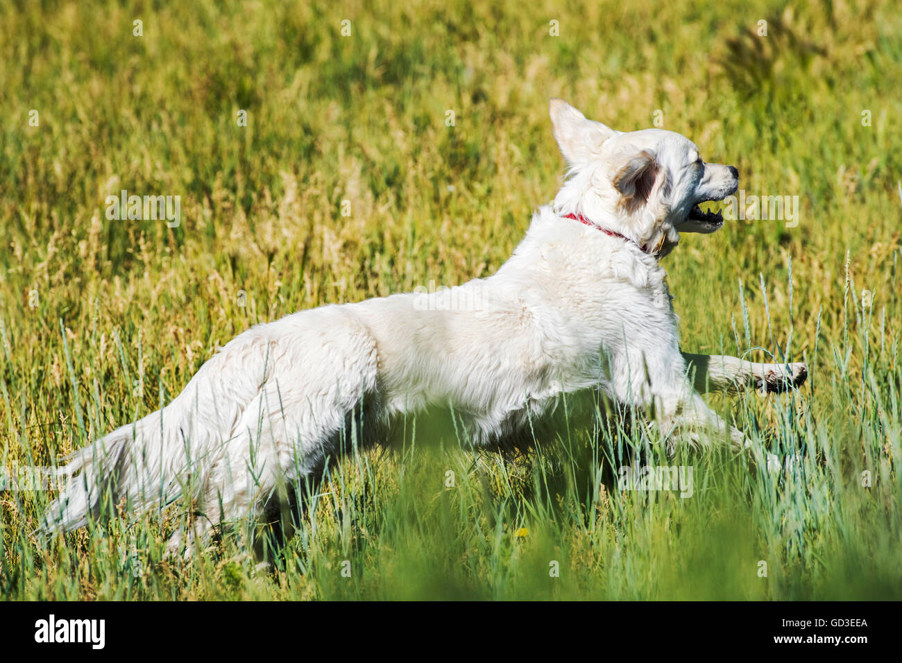 Platinum colored Golden Retriever dog running on a Colorado Ranch; USA ...