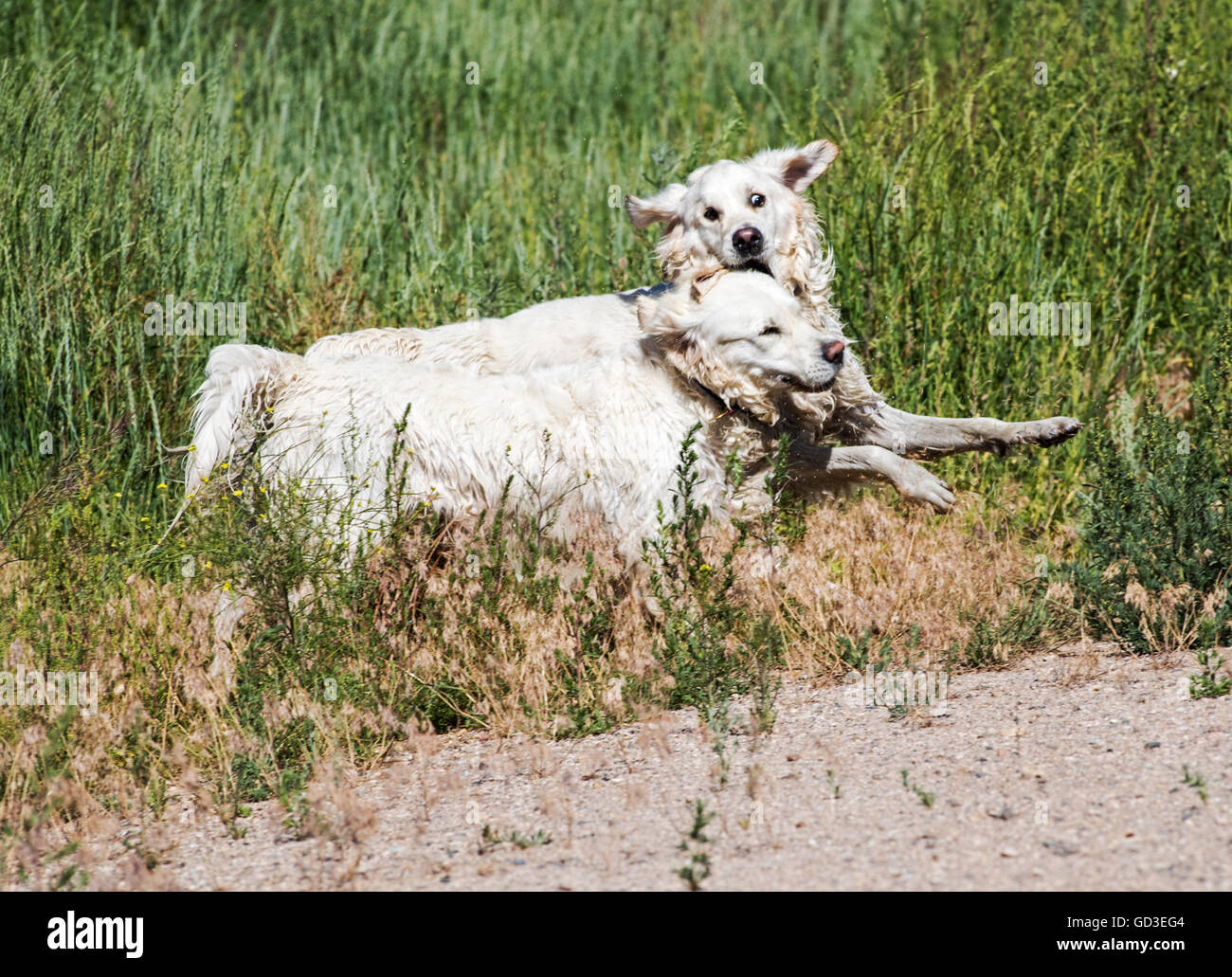 Platinum colored Golden Retriever dogs running & playing on a Colorado ...