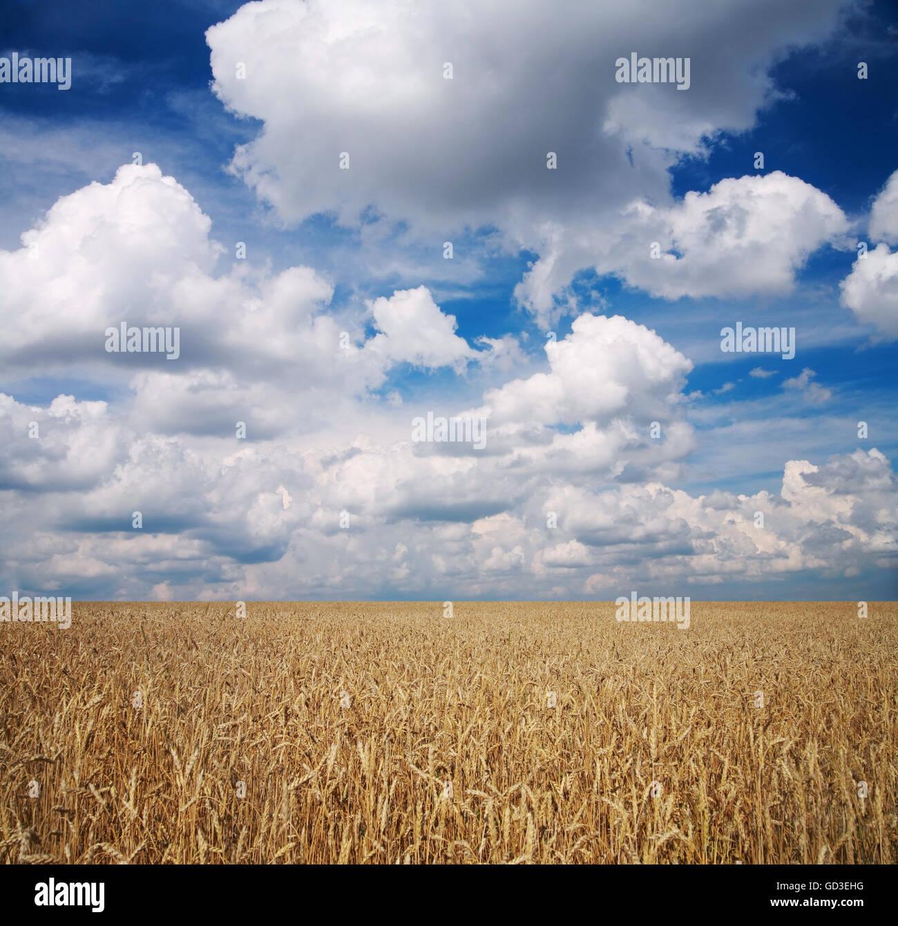 Wheat field. Landscapes, wheat field against the cloudy sky Stock Photo ...