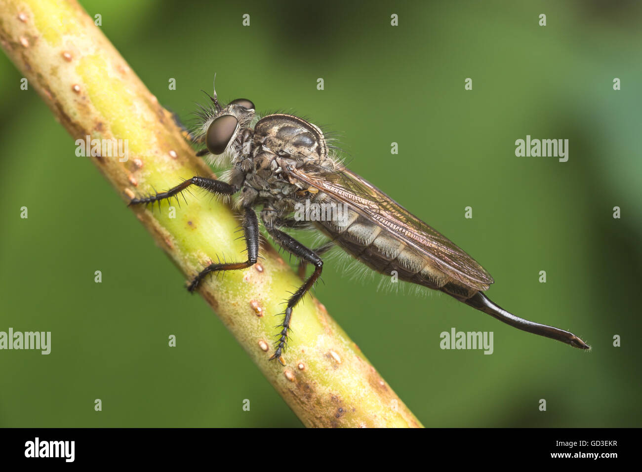 A female Robber Fly (Efferia aestuans) waits on a plant stem for ...