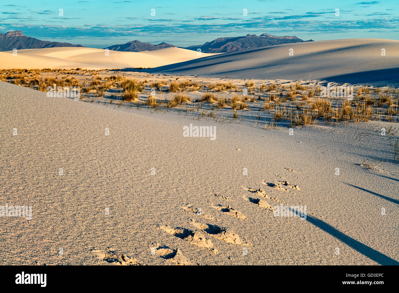 Plants for prints hi-res stock photography and images - Alamy