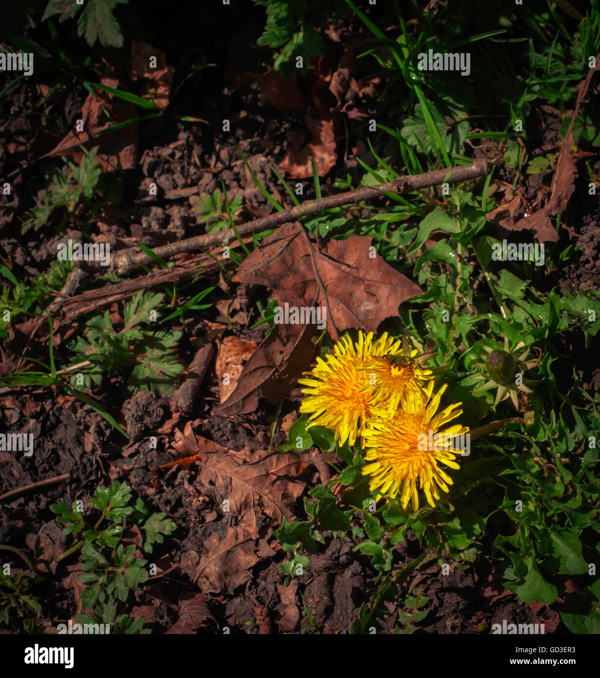Gold dandelion hi-res stock photography and images - Alamy