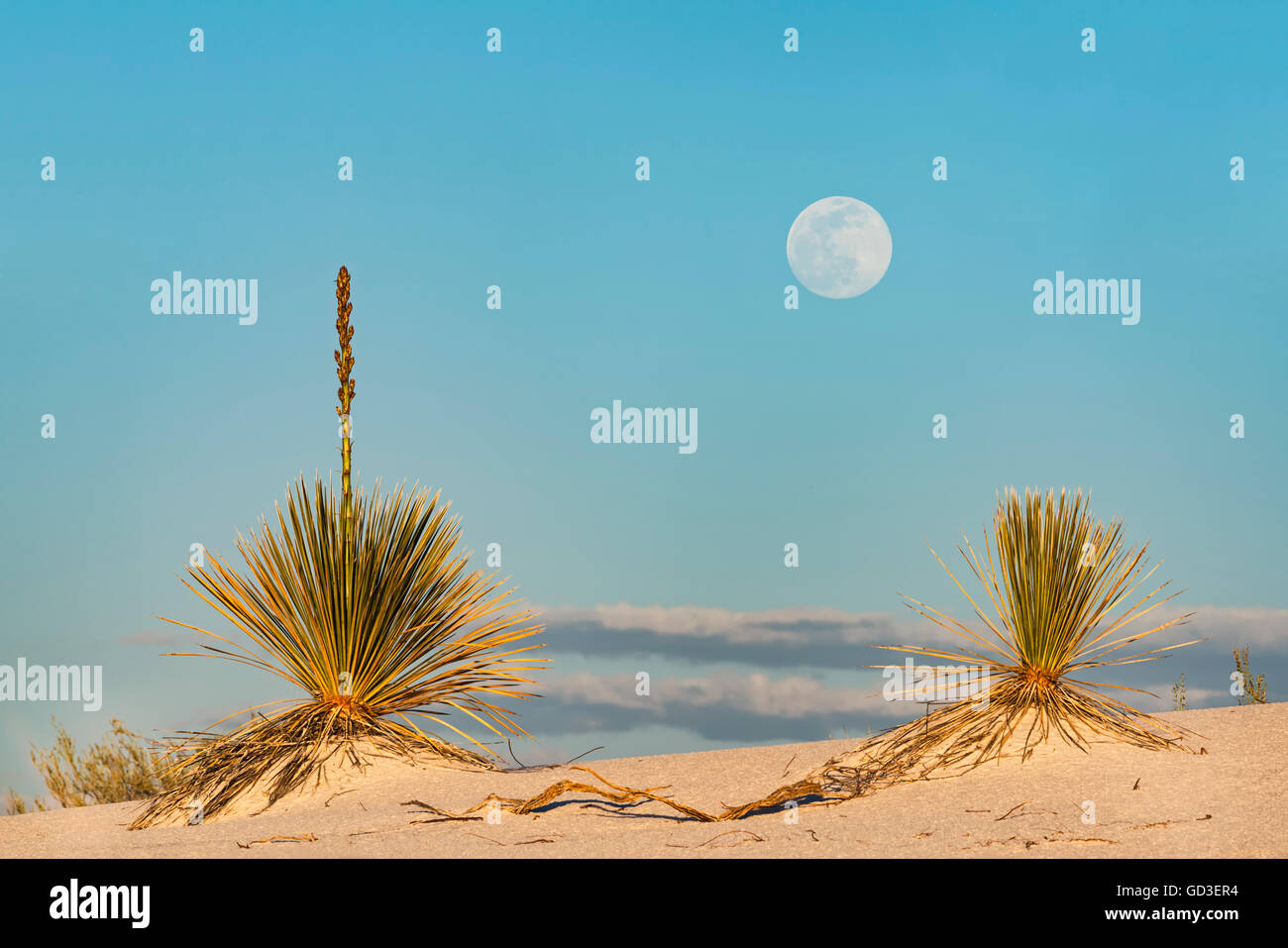 Desert Yucca's with full moon Stock Photo - Alamy