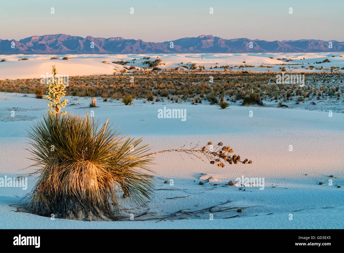 Flowering Desert Yucca Stock Photo - Alamy