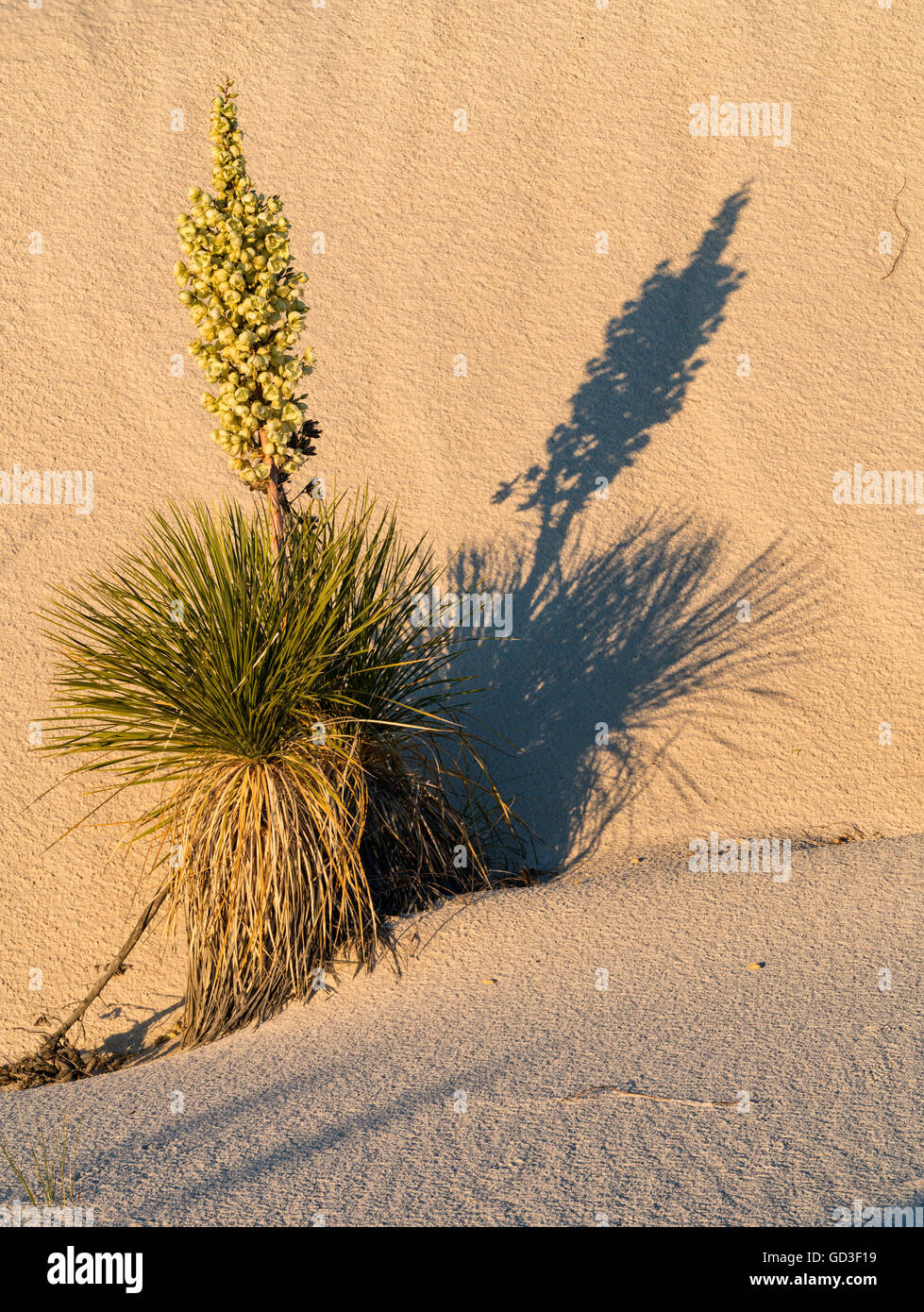 Flowering Yucca in the desert Stock Photo - Alamy