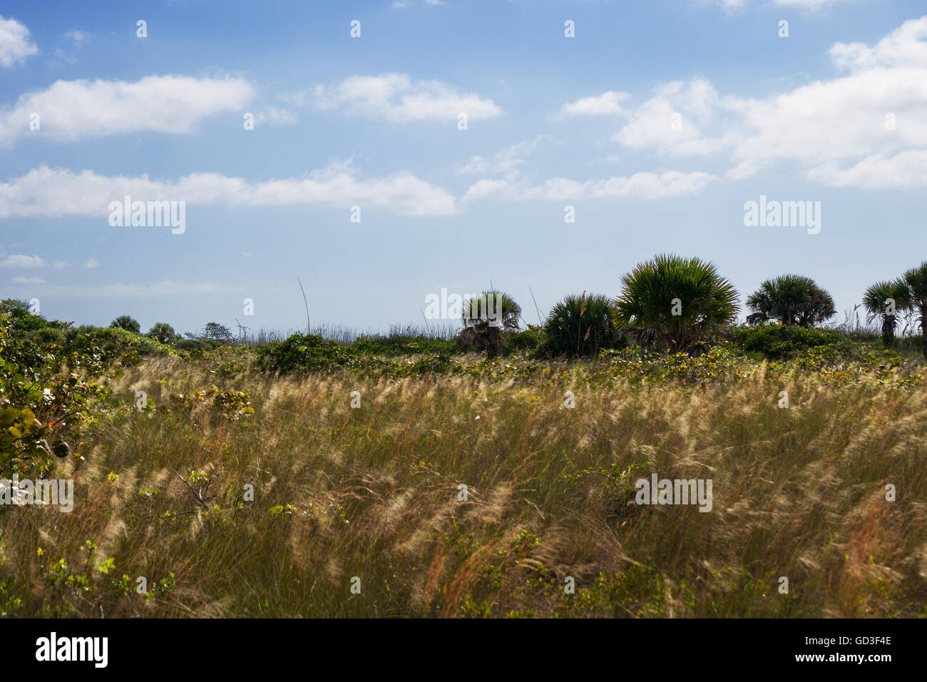 Image of Don Pedro Island, FL Stock Photo - Alamy