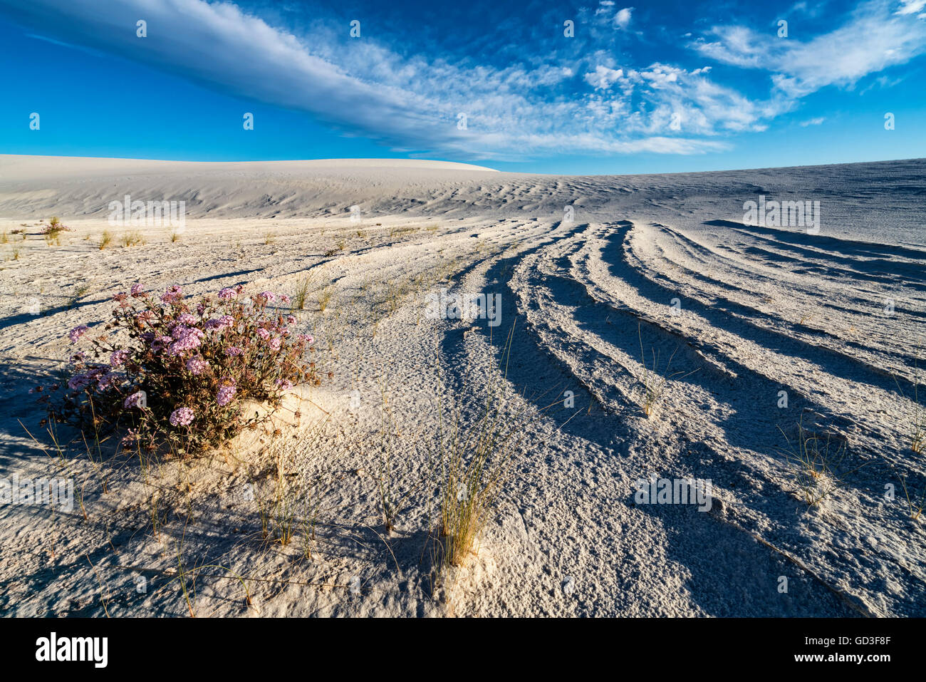 Verbena desert sand lines hi-res stock photography and images - Alamy