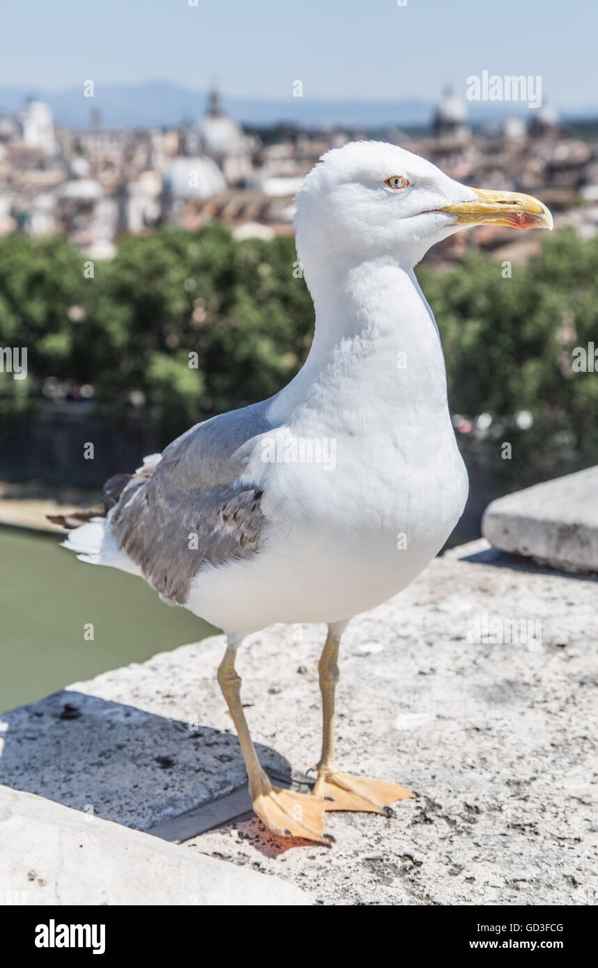 Gull city hi-res stock photography and images - Alamy