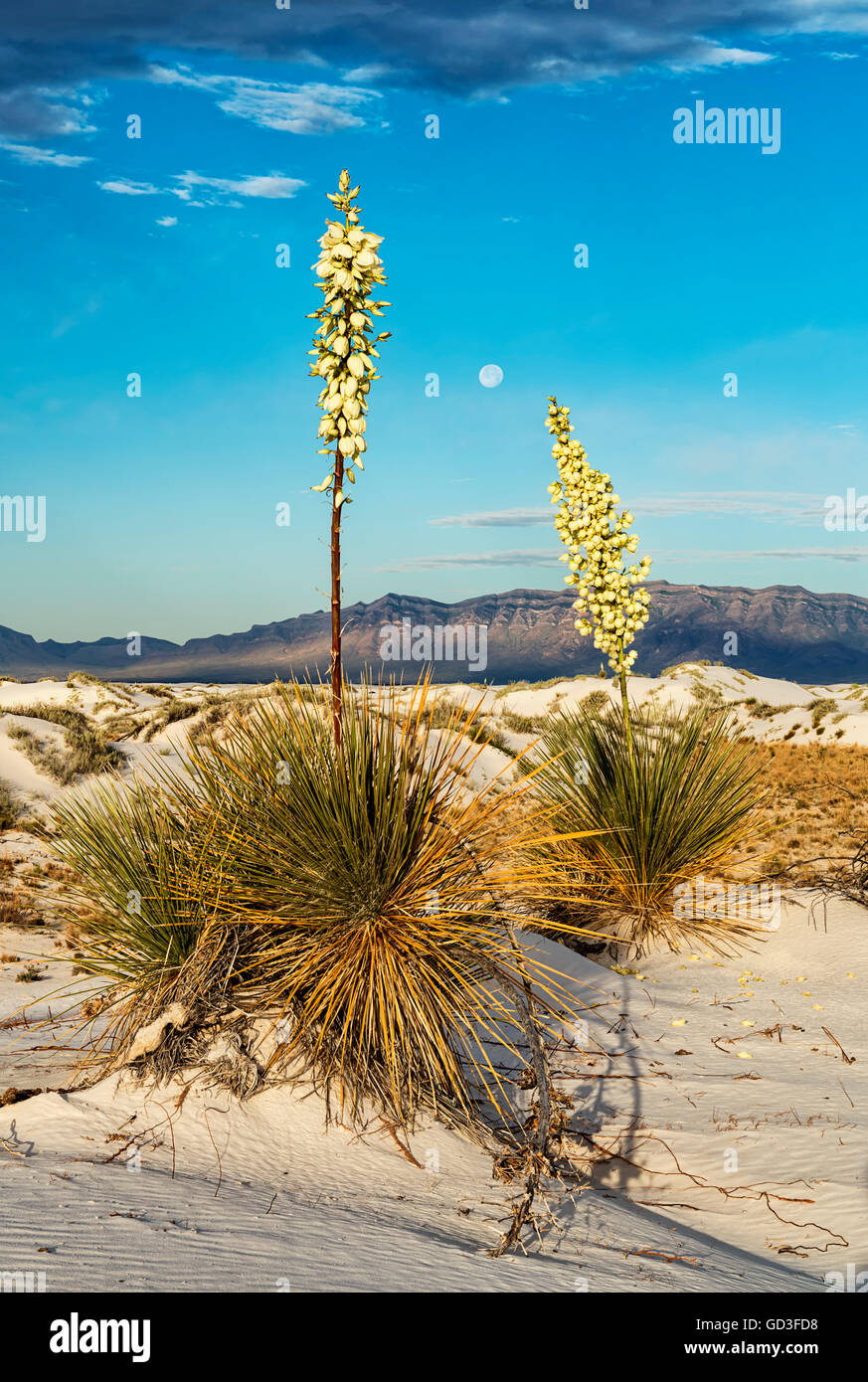 Yuccas with a full moon Stock Photo - Alamy