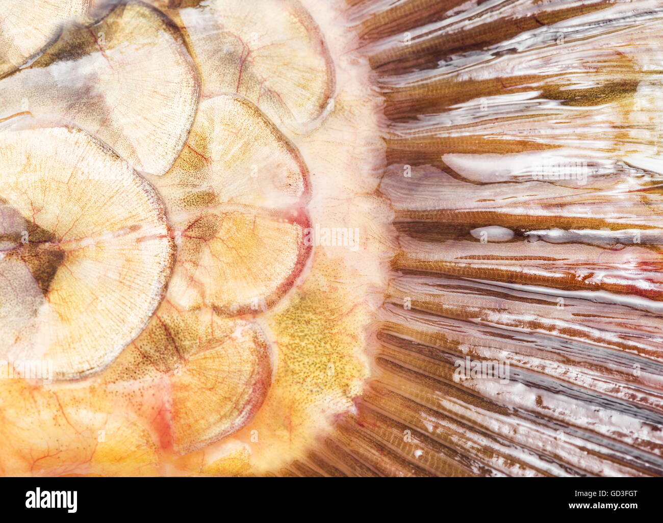 Fish scale. Close up picture Stock Photo - Alamy