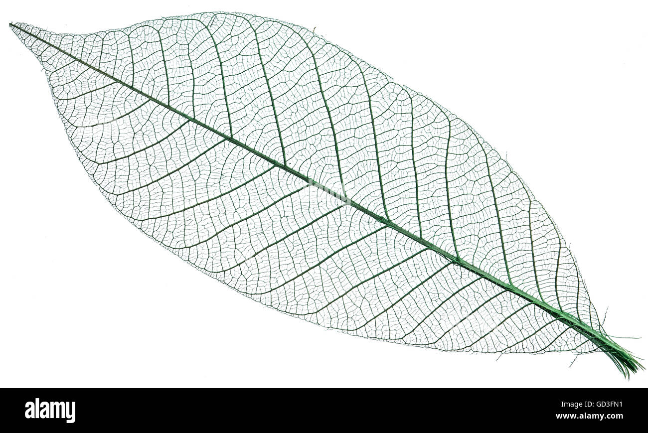 Skeleton leaf pattern hi-res stock photography and images - Alamy