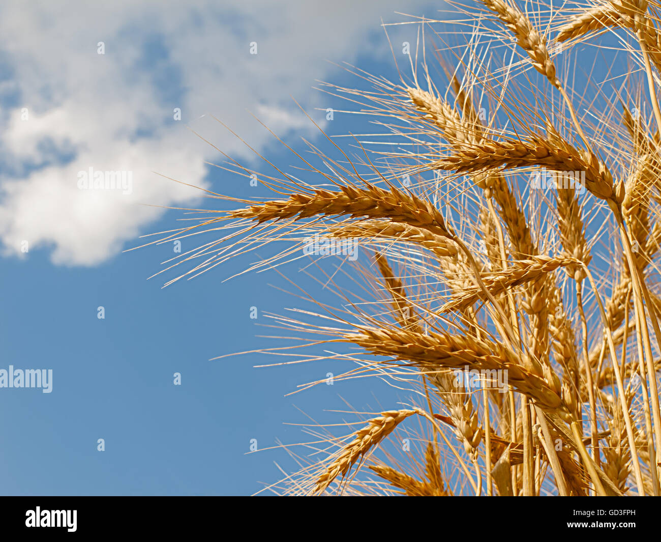 Wheat growing on field with cloudy sky background Stock Photo - Alamy