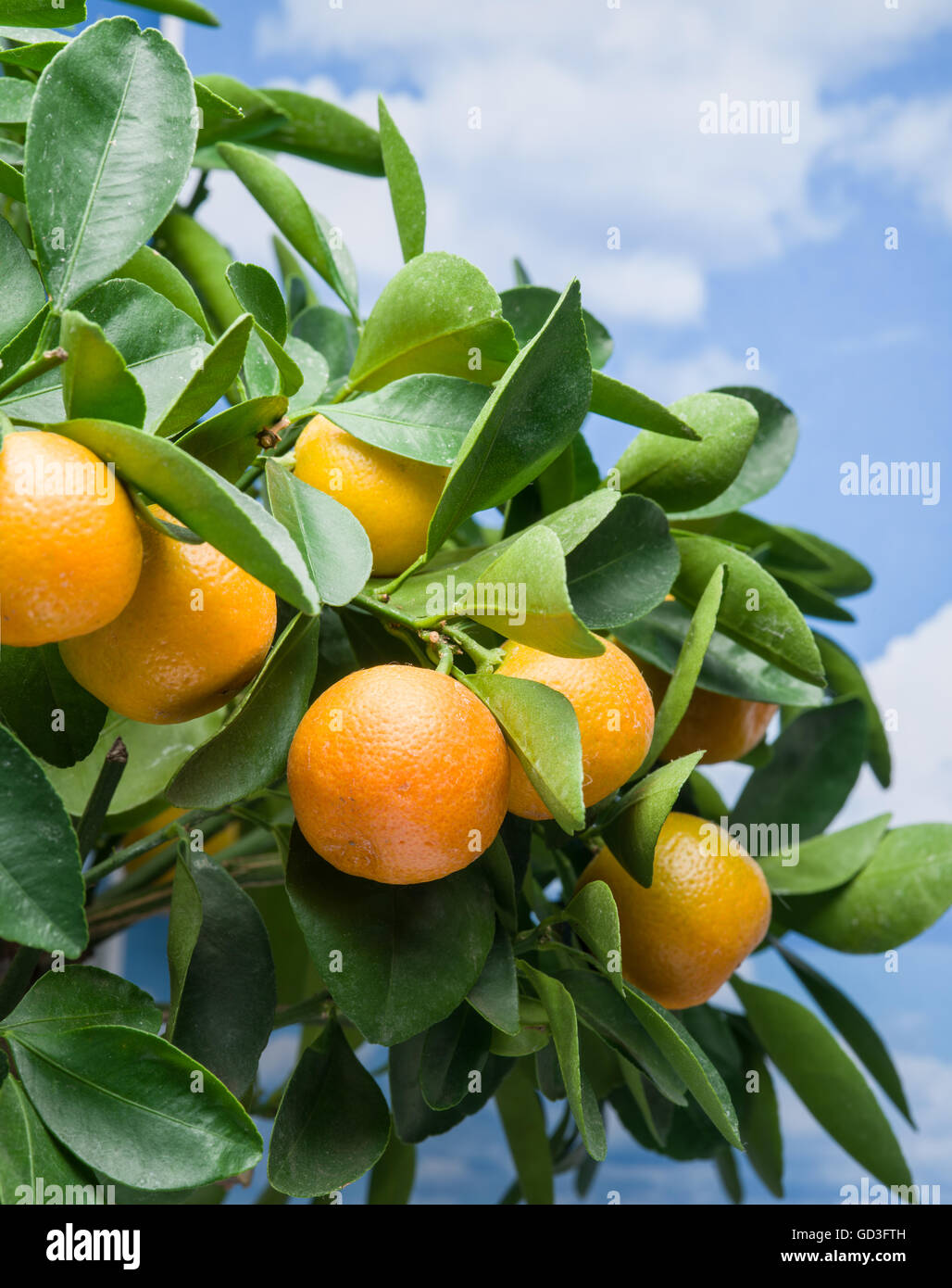 Ripe tangerine fruits on the tree. Blue sky background Stock Photo - Alamy