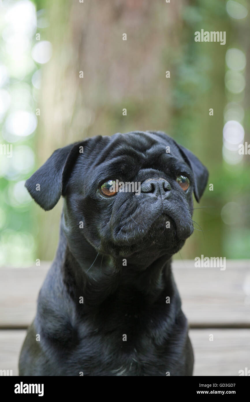 Forest pug hi-res stock photography and images - Alamy