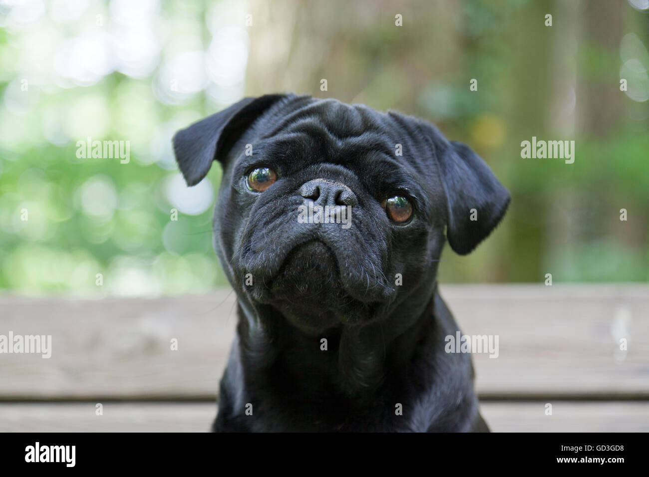 Black cute male pug on hi-res stock photography and images - Alamy