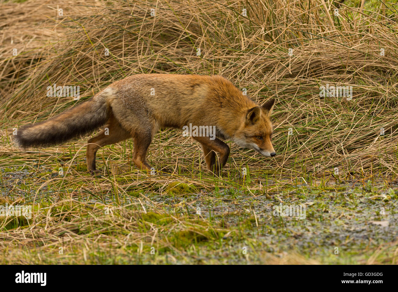 Red Fox (Vulpes vulpes), Zandvoort, North Holland, The Netherlands ...
