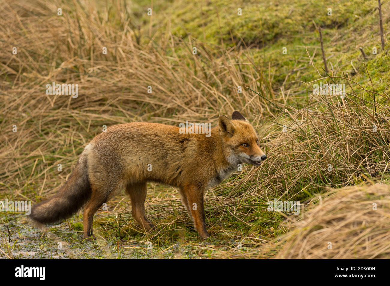 Red Fox (Vulpes vulpes), Zandvoort, North Holland, The Netherlands ...