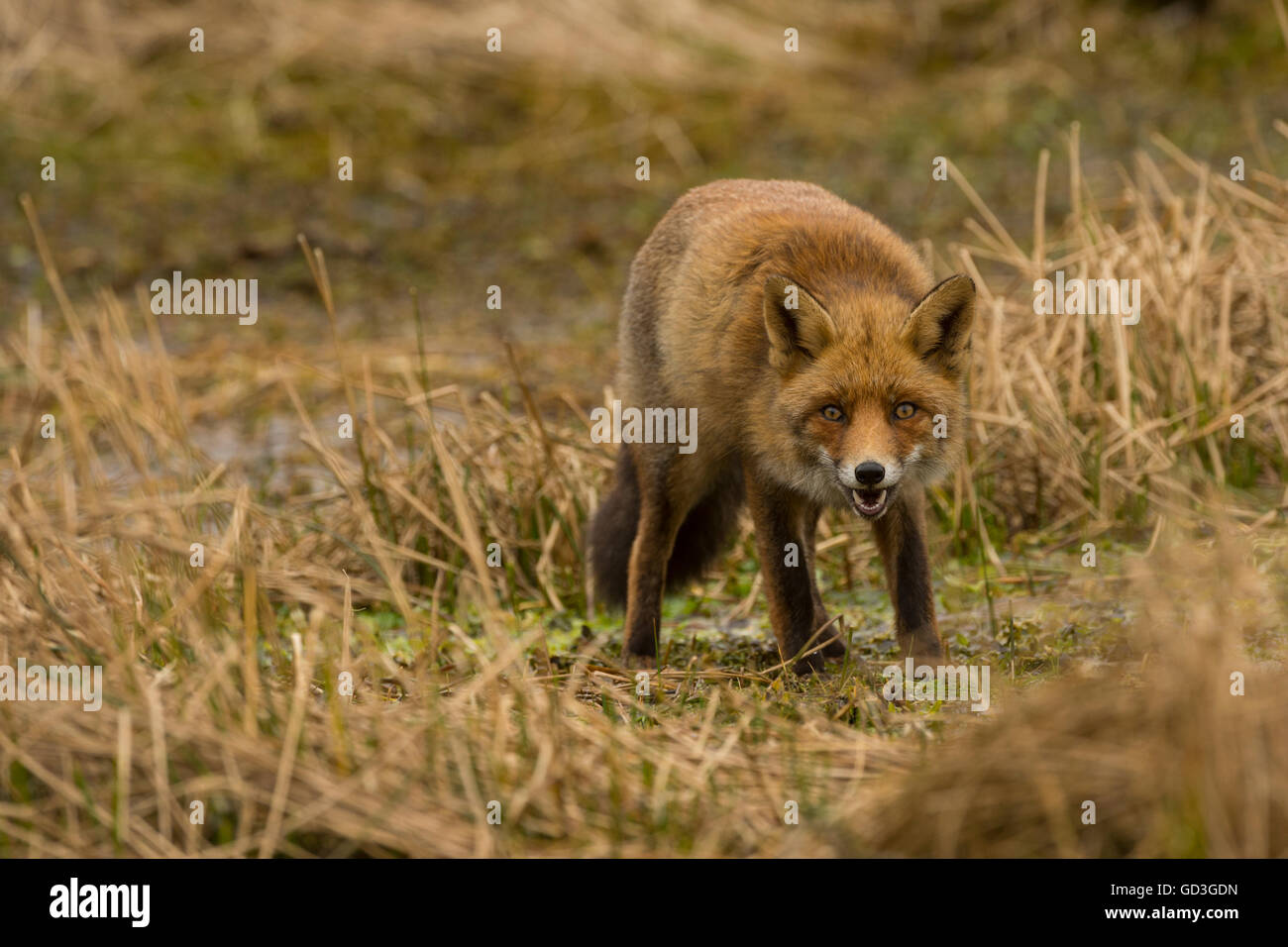 Dangerous fox hi-res stock photography and images - Alamy