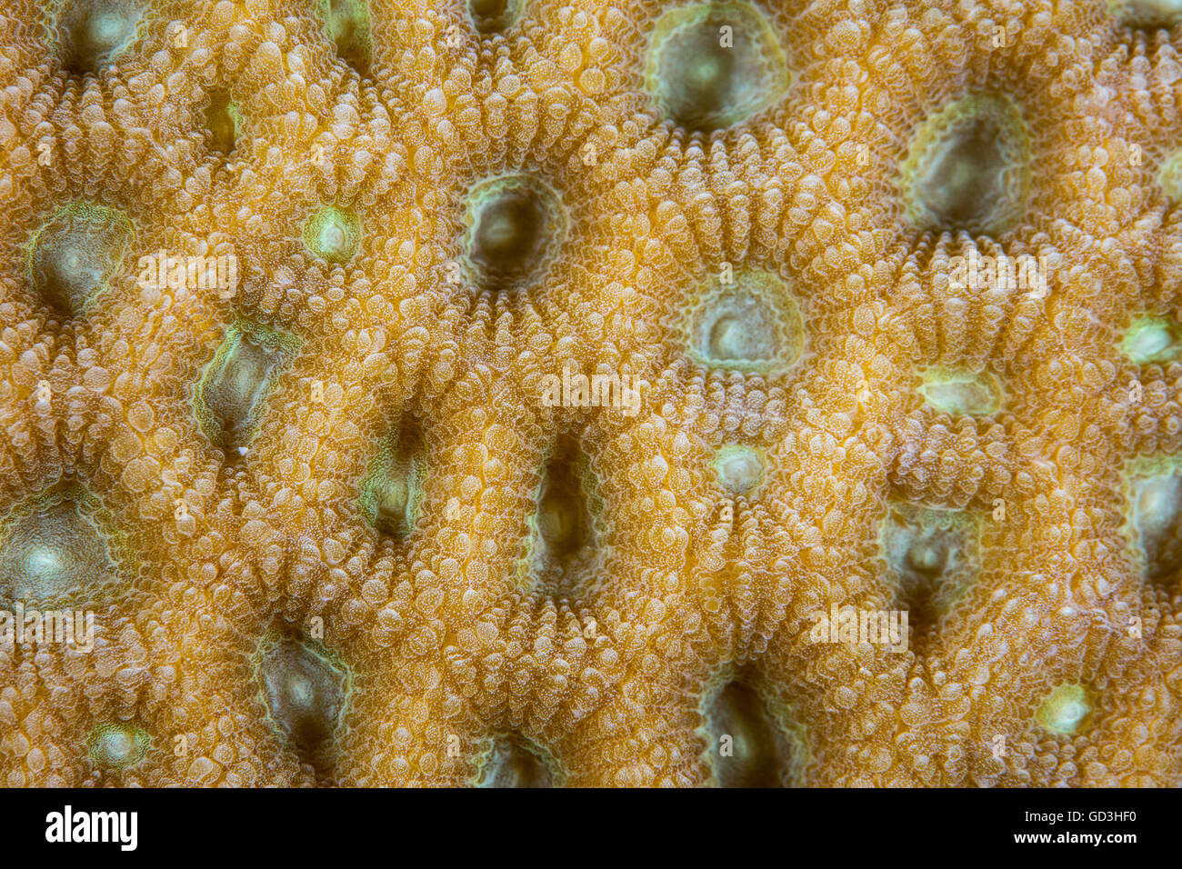 Detail of a reef-building coral growing in Indonesia. Coral colonies ...
