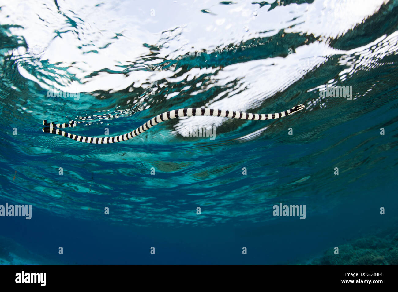 A venomous Banded sea krait (Laticauda colubrina) swims just under the ...