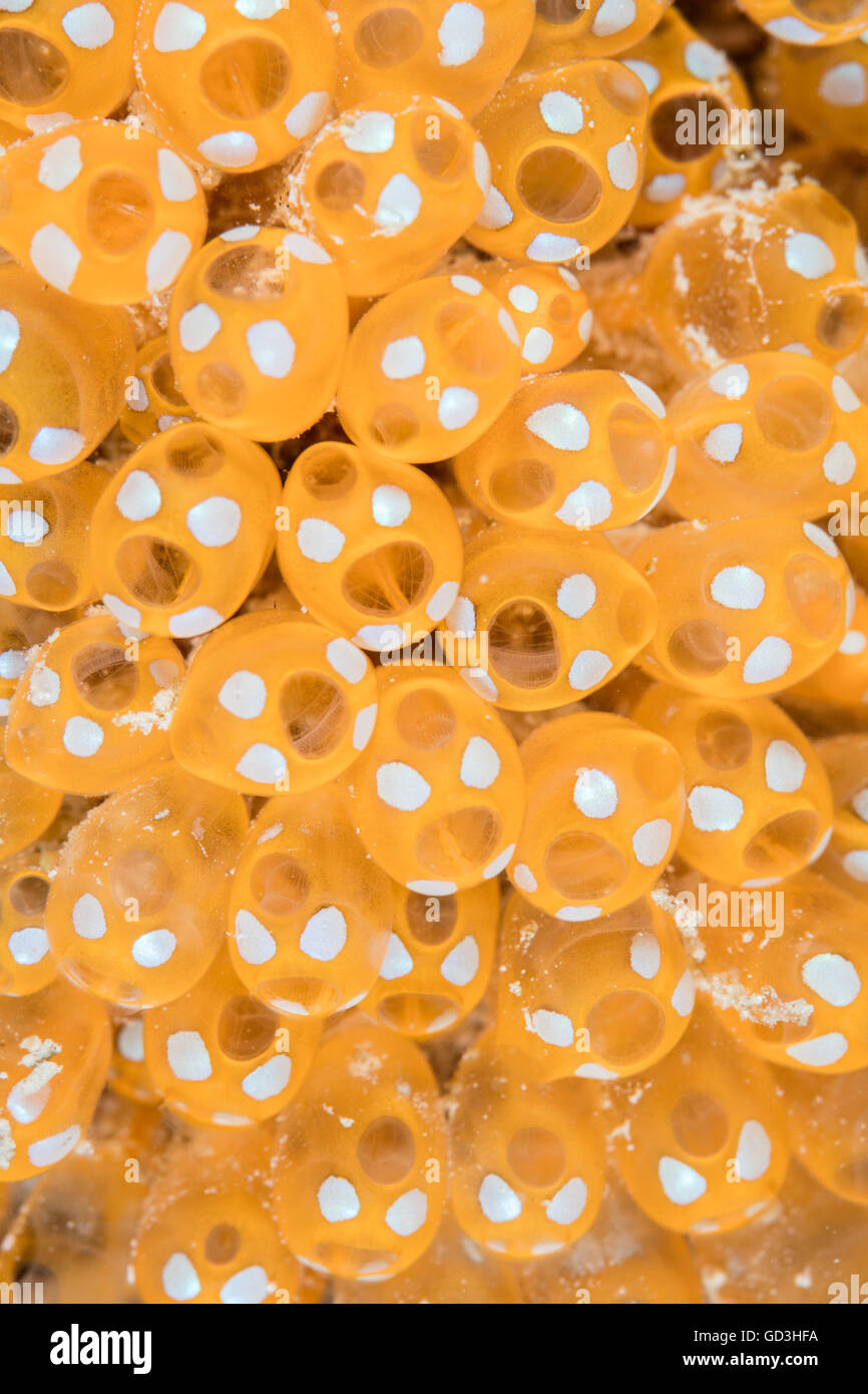 Small, colorful tunicates grow on a diverse coral reef in Indonesia ...