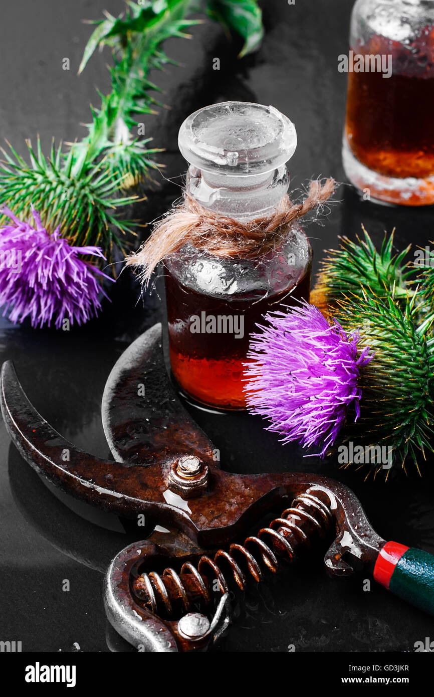 Flowers medicinal plants, the Thistle and the healing elixir from them ...