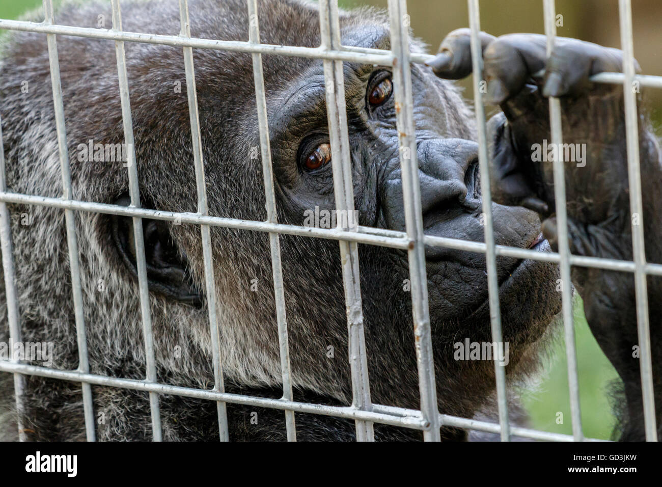 Animal Behind Bars High Resolution Stock Photography and Images - Alamy