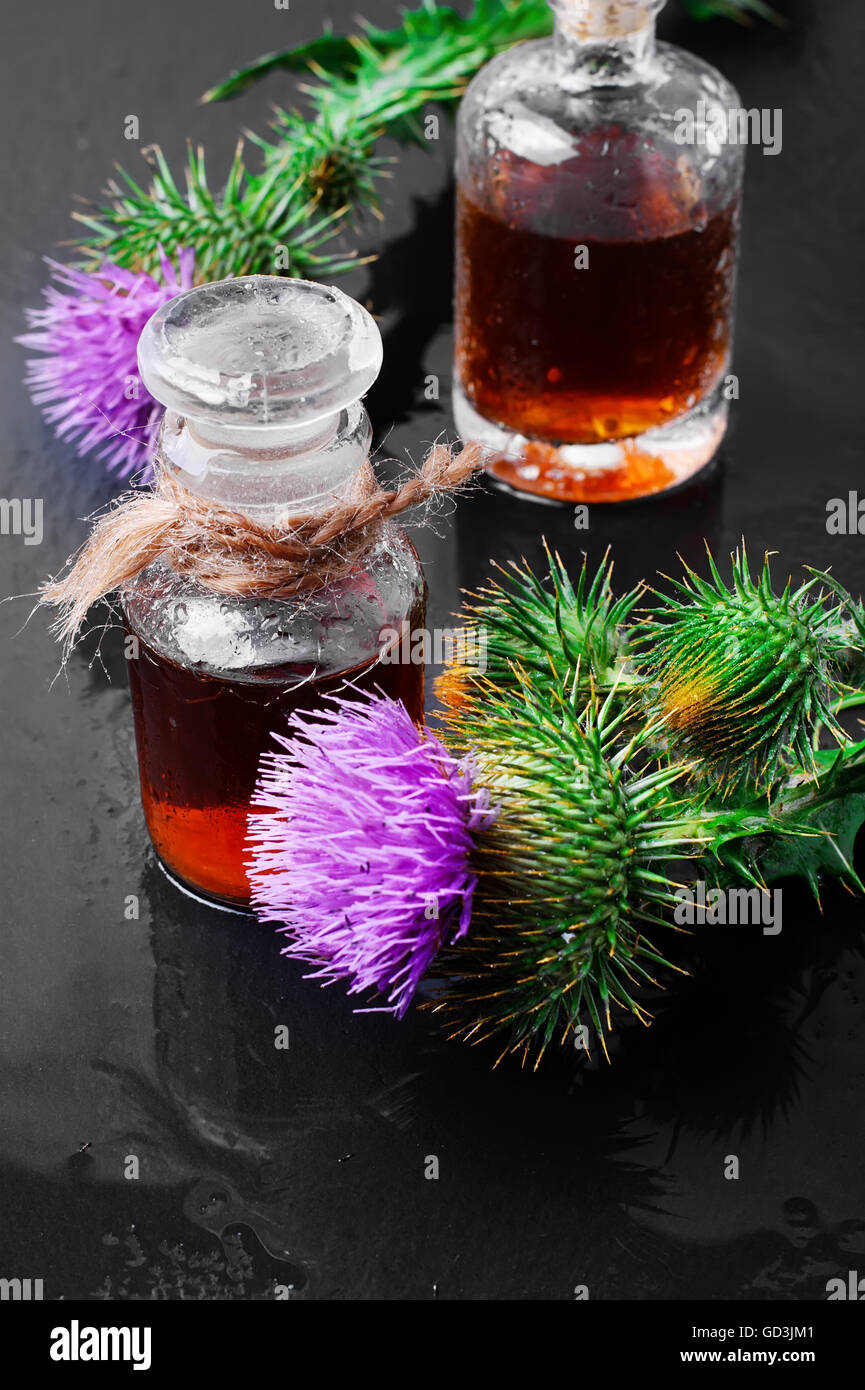 Flowers medicinal plants, the Thistle and the healing elixir from them ...