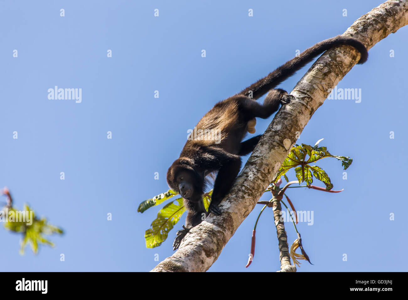 Prehensile tail monkey hi-res stock photography and images - Alamy