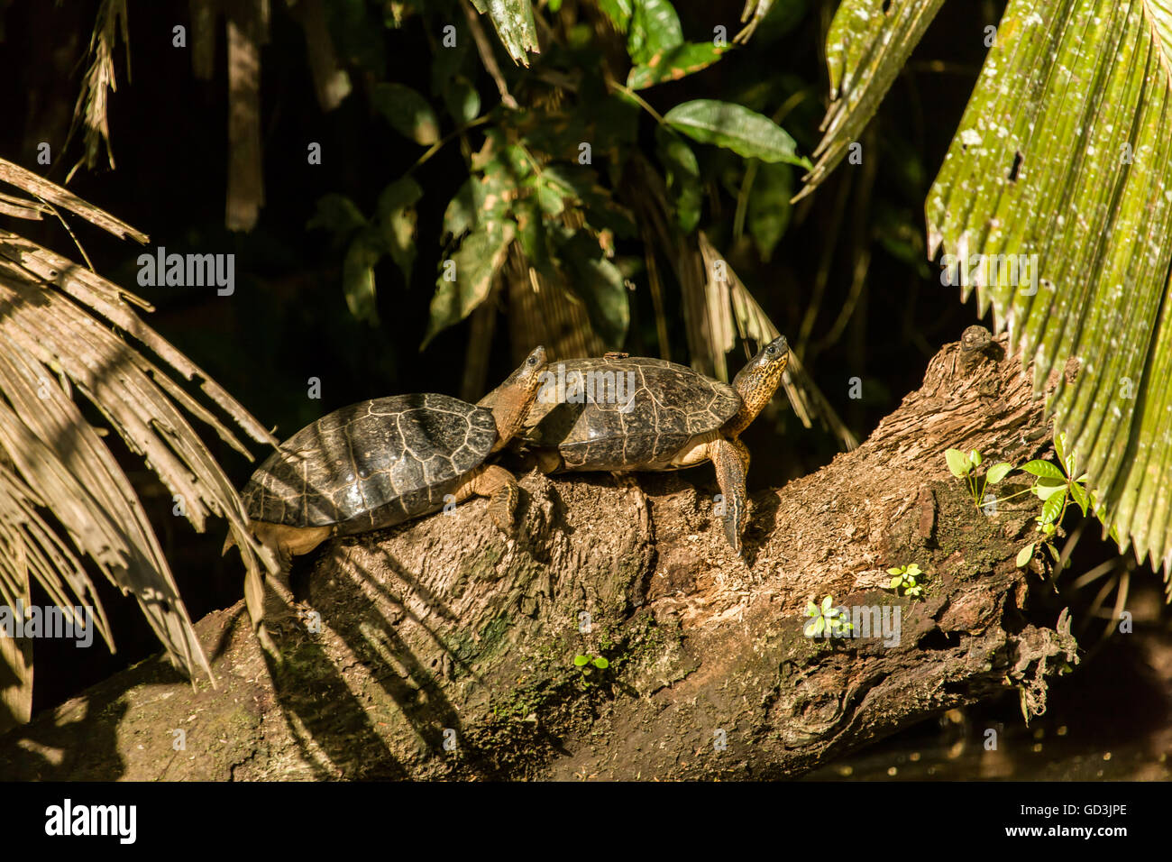 River turtles hi-res stock photography and images - Alamy