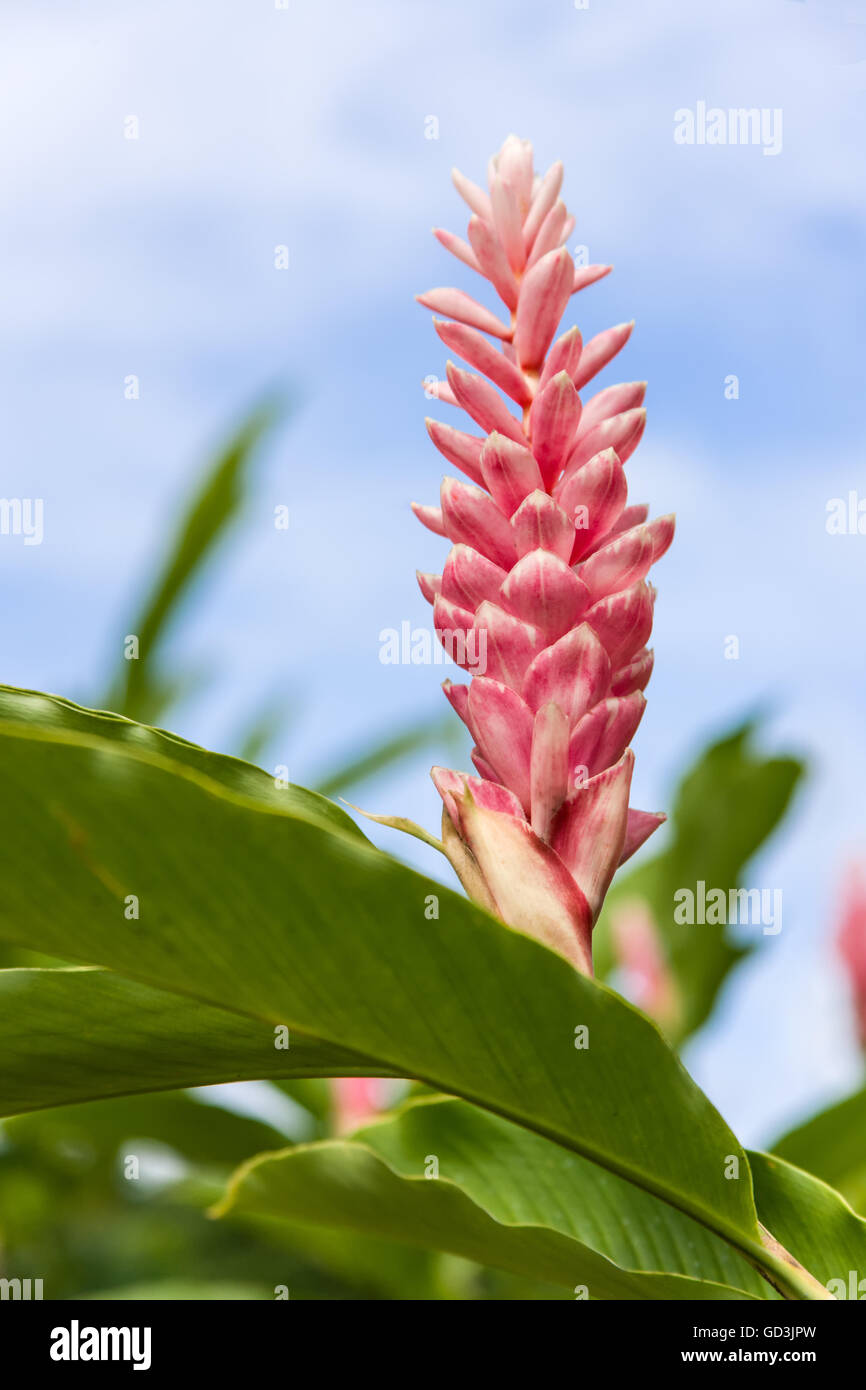 Heliconia plant hi-res stock photography and images - Alamy