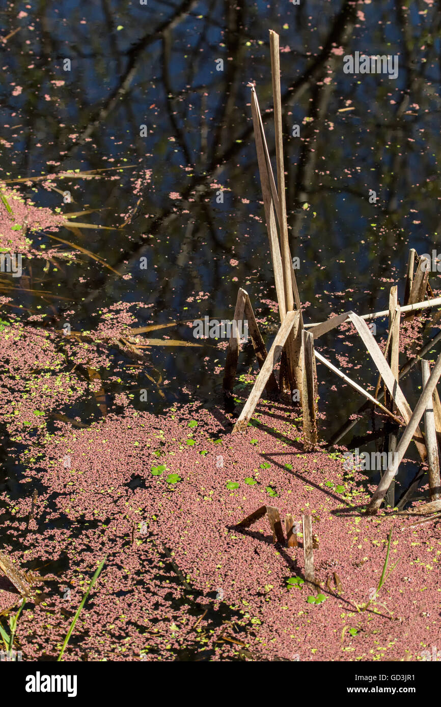 Pink algae is a growth of pink, slimey bacterial matter which can ...