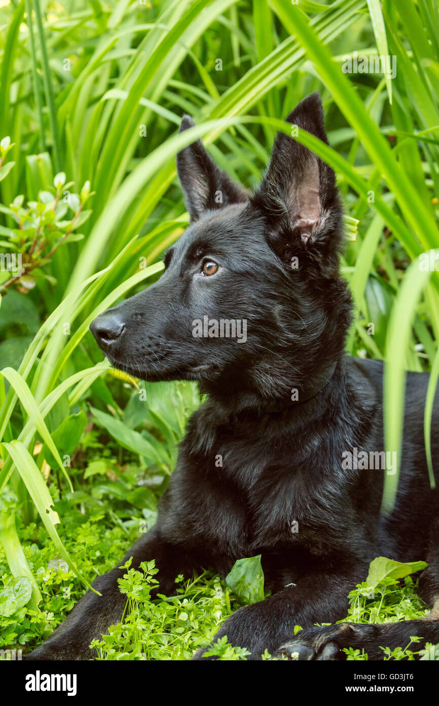 Portrait of Vito, a four month old German Shepherd puppy reclining in ...