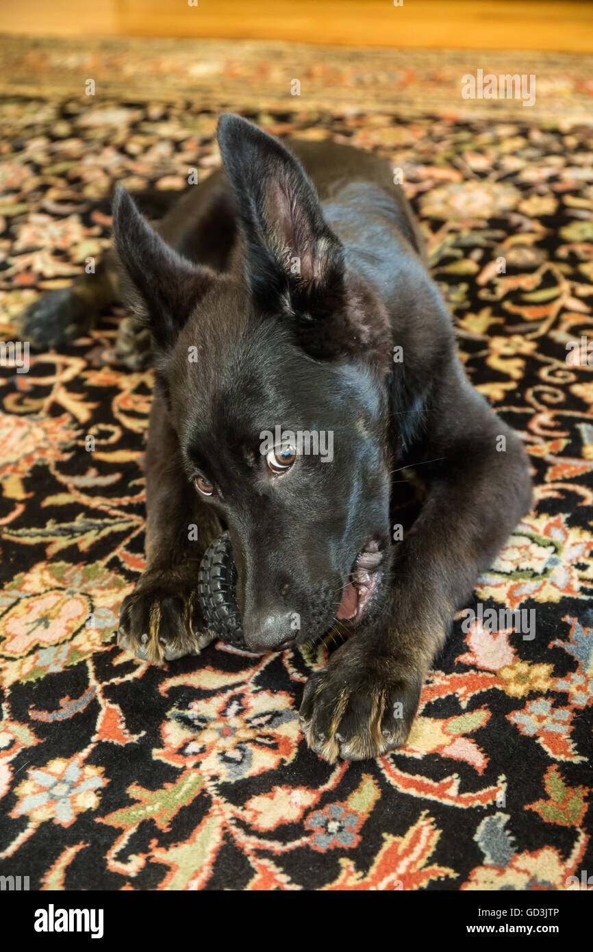 Vito, a four month old German Shepherd puppy chewing a toy while ...
