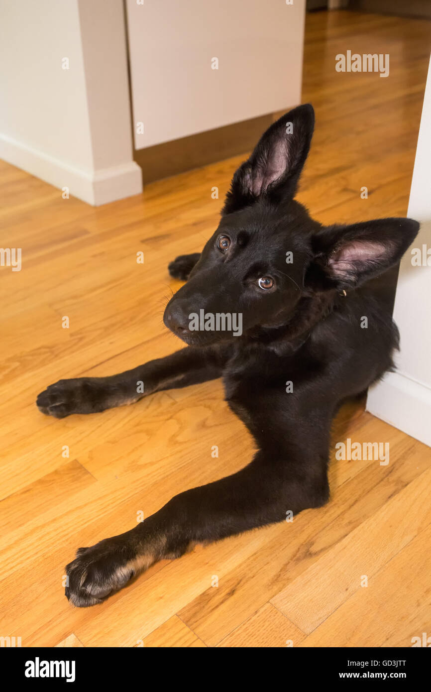 Vito, a four month old German Shepherd puppy reclining on the hardwood ...