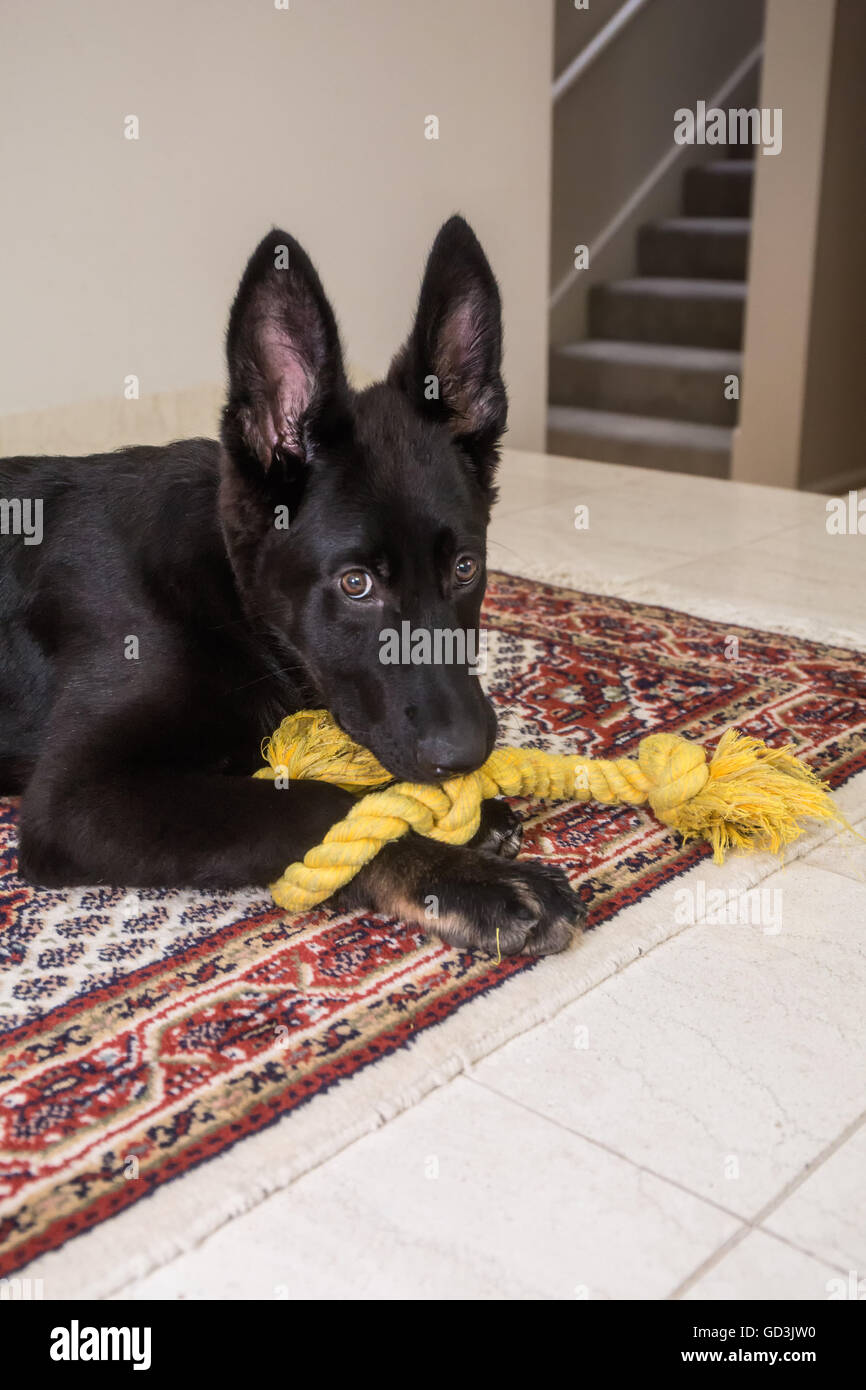 Vito, a four month old German Shepherd puppy chewing on and playing ...